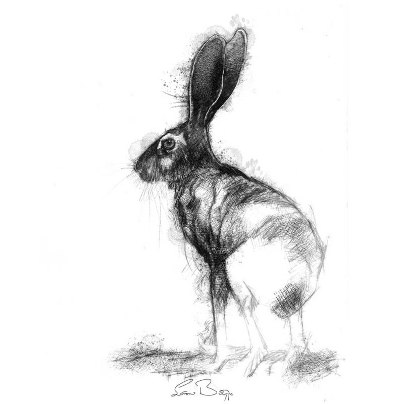 Original Jack rabbit sketch | SeanBriggs