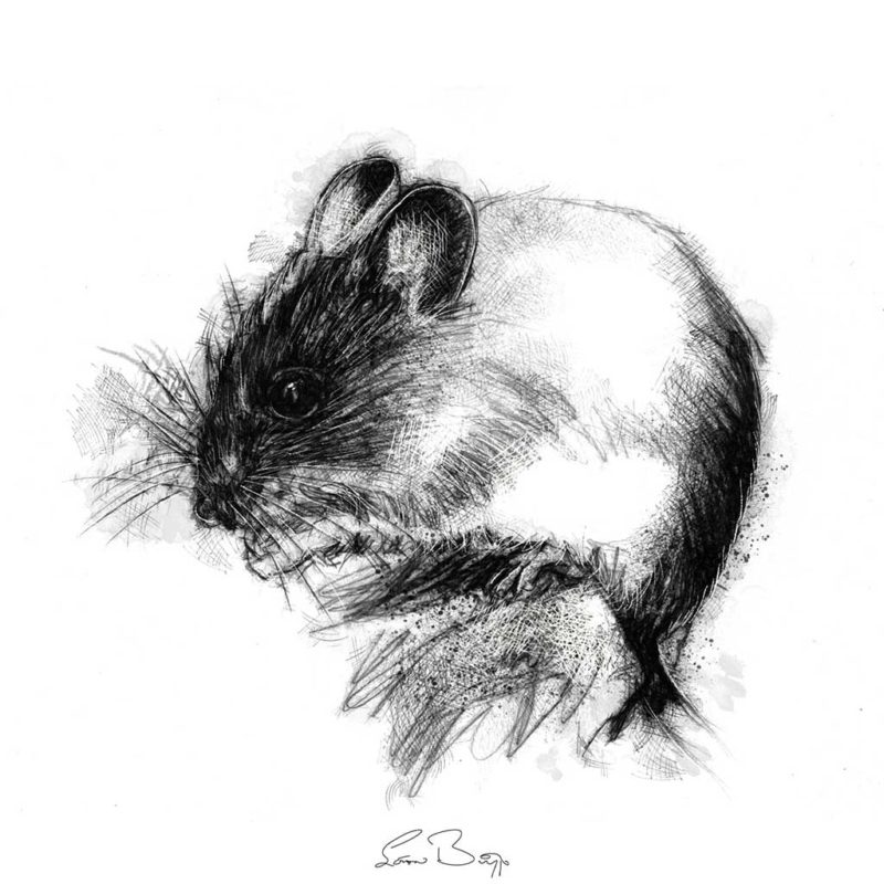 Original Wood mouse sketch | SeanBriggs