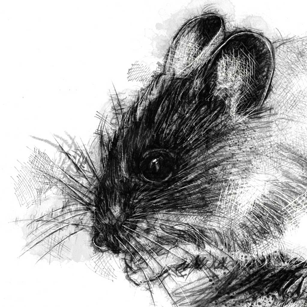Original Wood mouse sketch | SeanBriggs