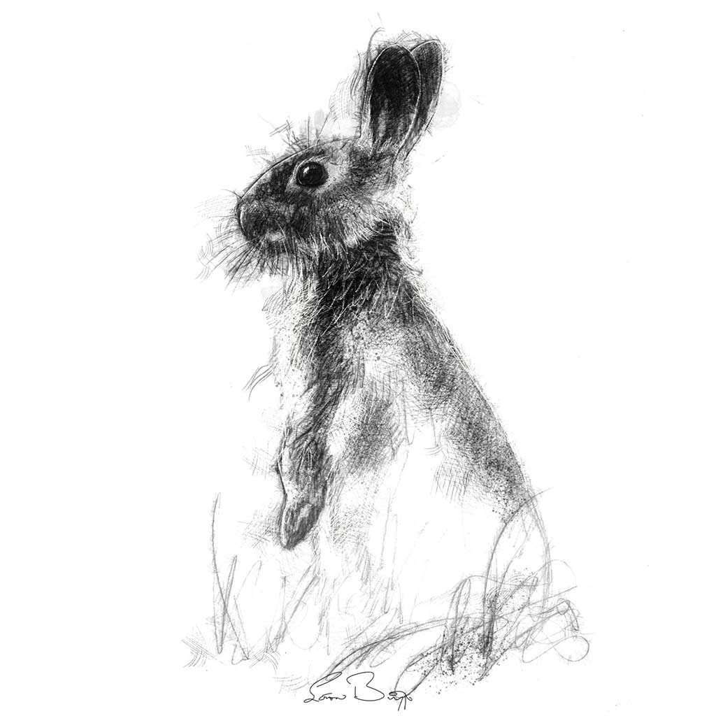 Original Bunny rabbit sketch | SeanBriggs