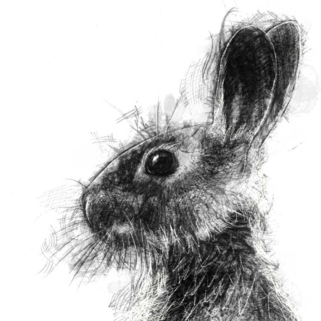 Original Bunny rabbit sketch | SeanBriggs