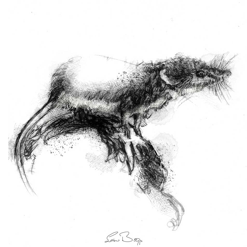 Original Shrew sketch | SeanBriggs