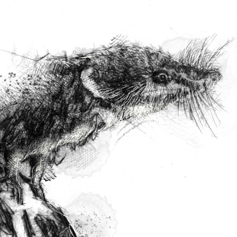 Original Shrew sketch | SeanBriggs