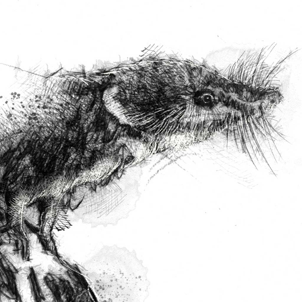 Original Shrew sketch | SeanBriggs