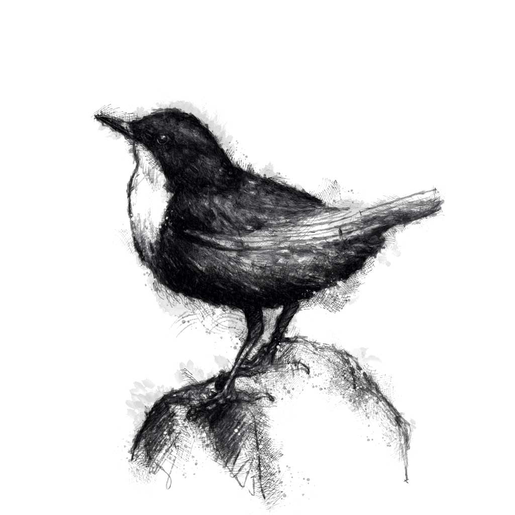 Original Dipper bird sketch | SeanBriggs