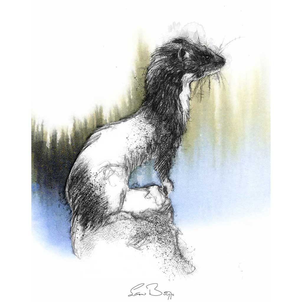 Original Weasel alert sketch | SeanBriggs