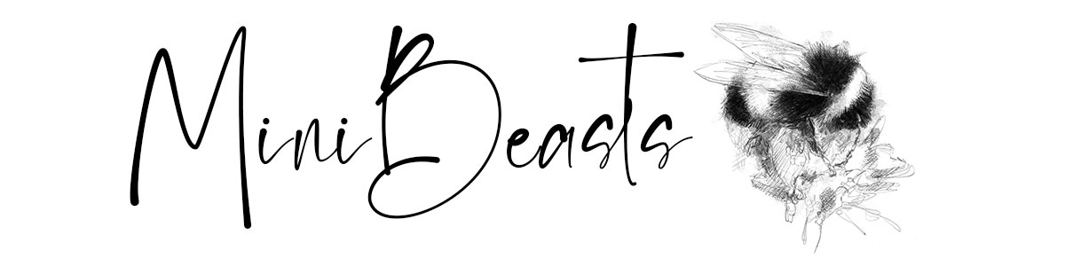 Mini beast sketches and drawings | SeanBriggs