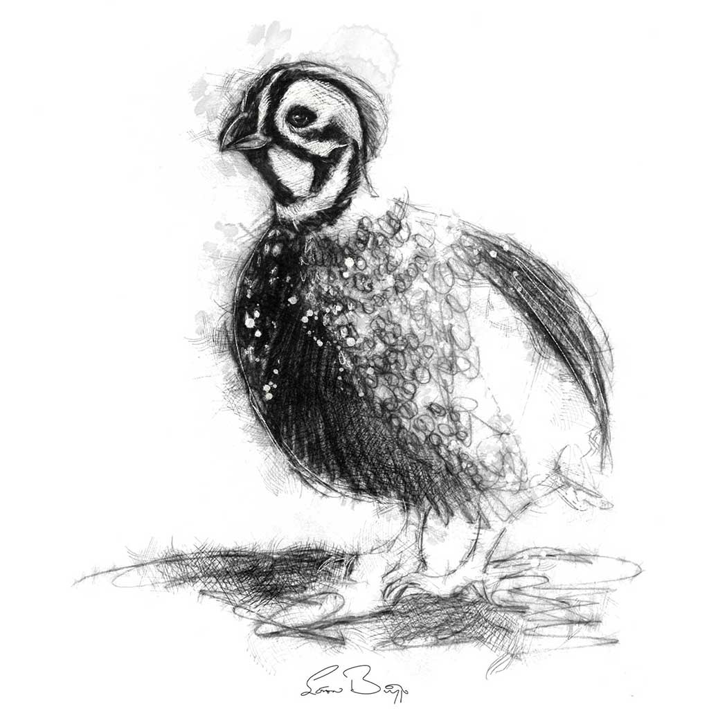 Original Speckled partridge sketch | SeanBriggs