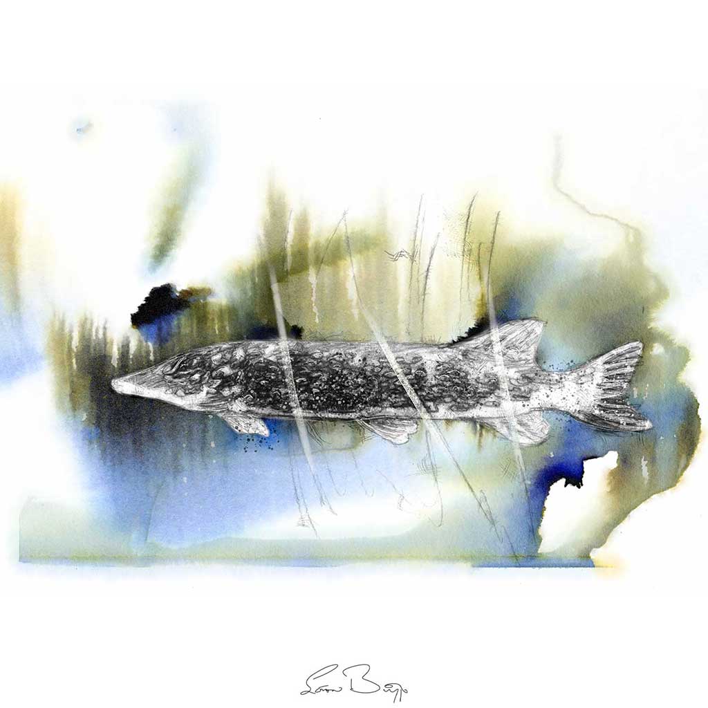 Original Pike fish sketch | SeanBriggs