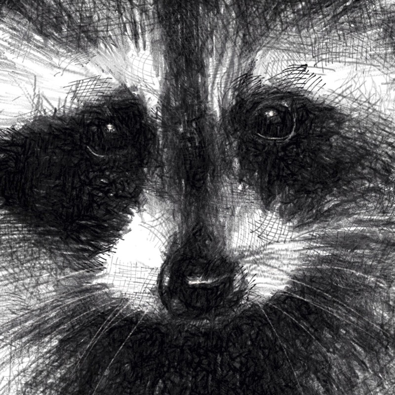 Original Raccoon sketch | SeanBriggs