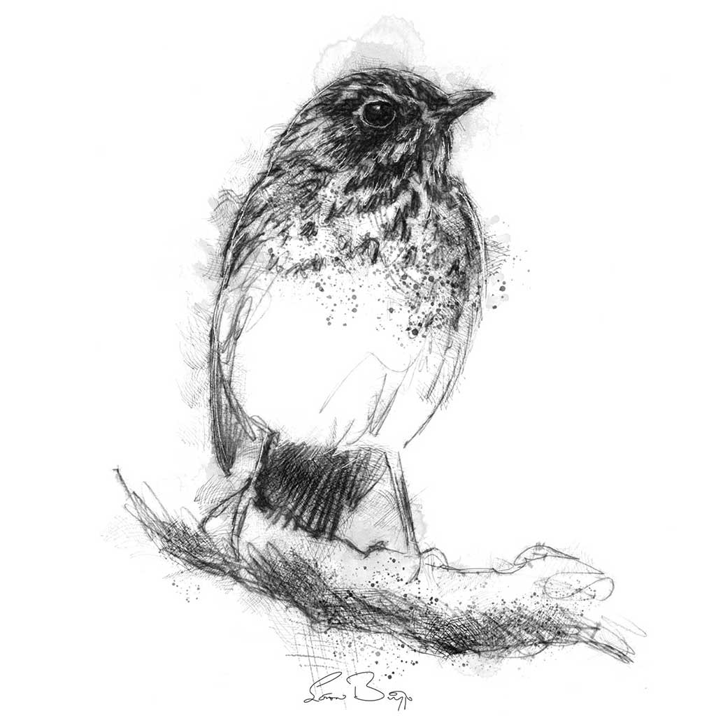 Original Young thrush bird sketch | SeanBriggs