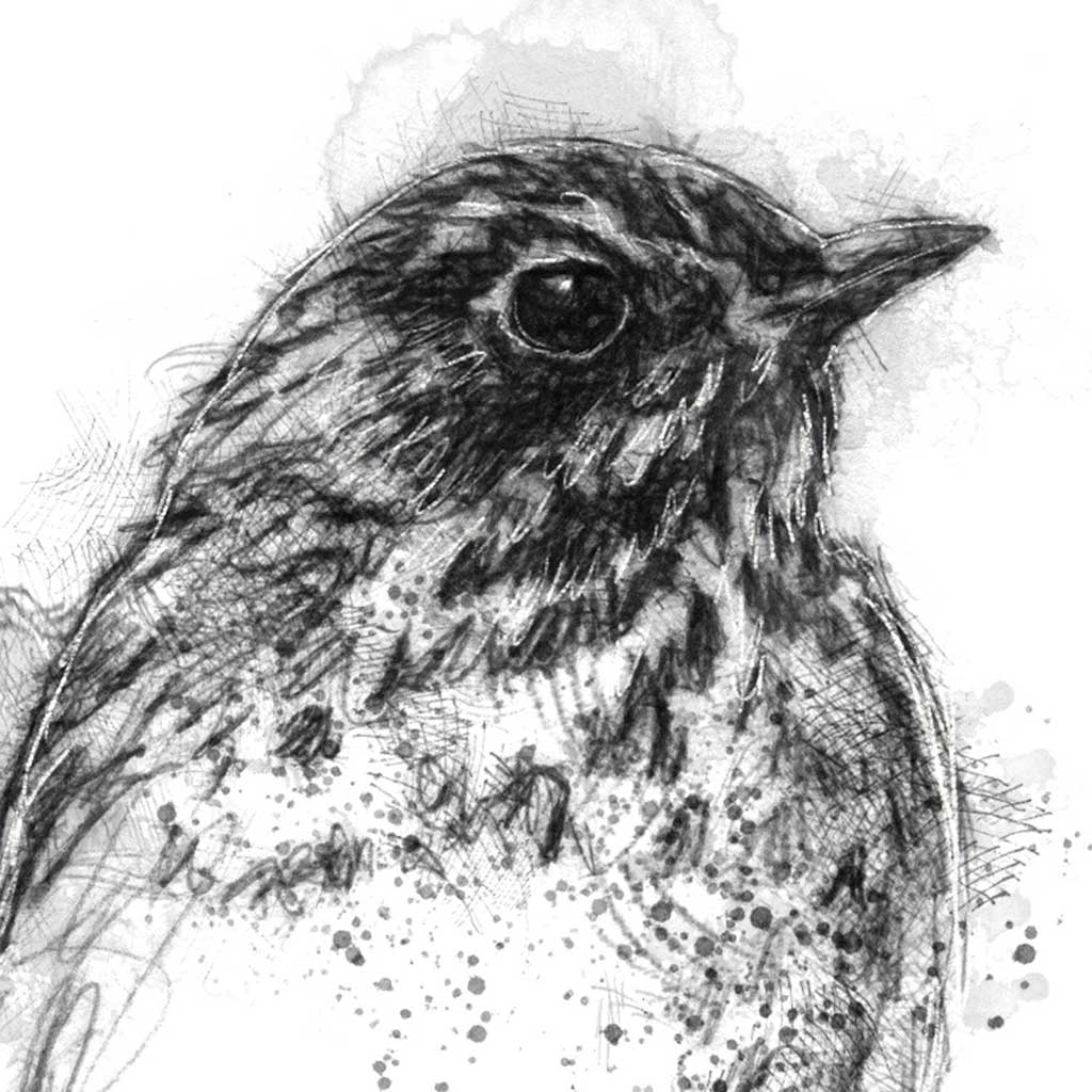 Original Young thrush bird sketch | SeanBriggs