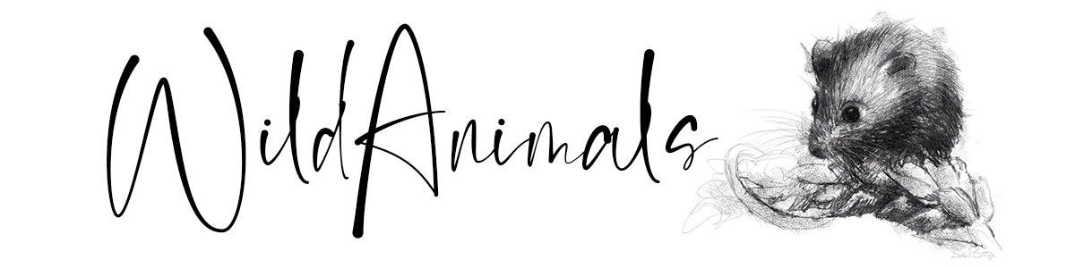 Wild animal sketches and drawings | SeanBriggs