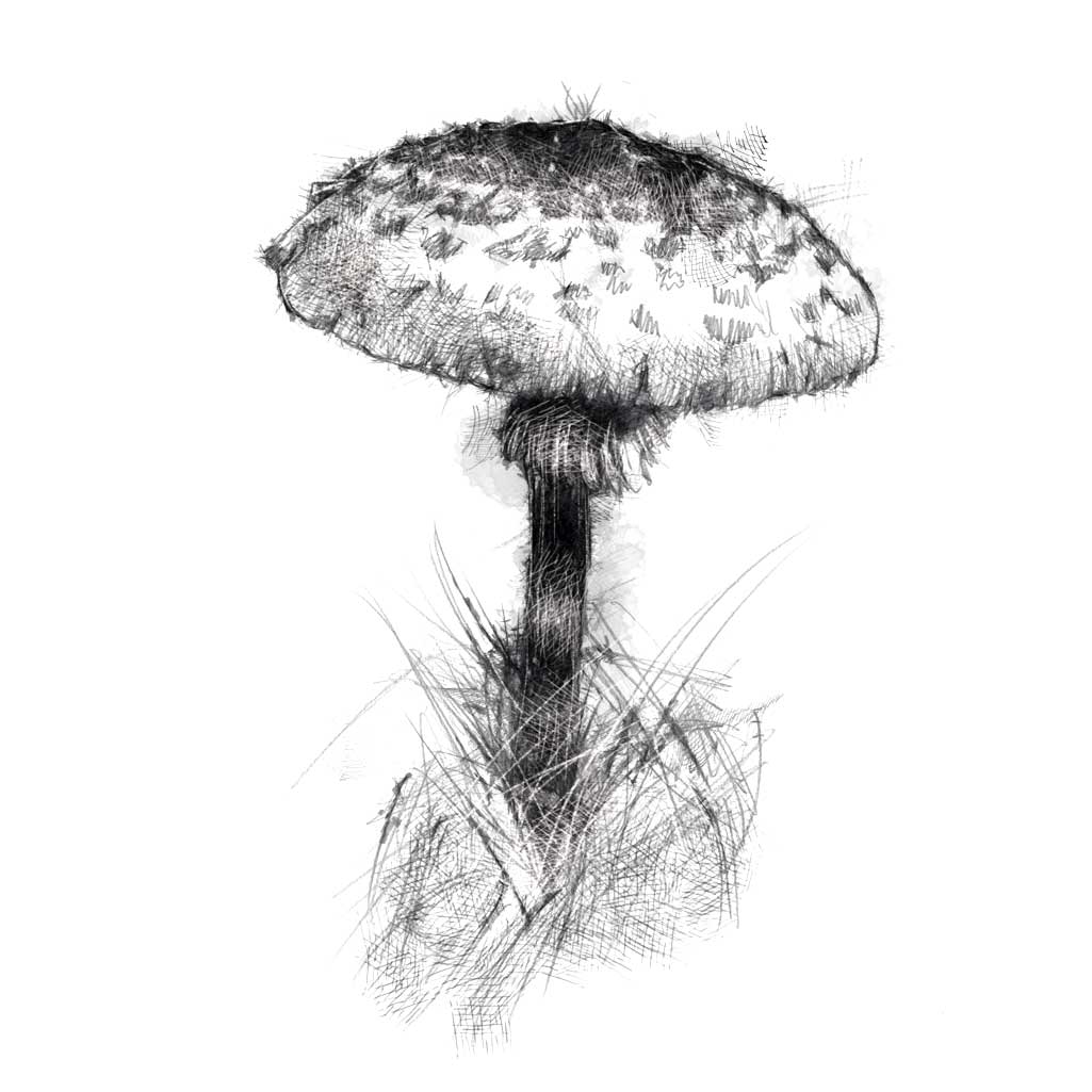 Original sketch | SeanBriggs