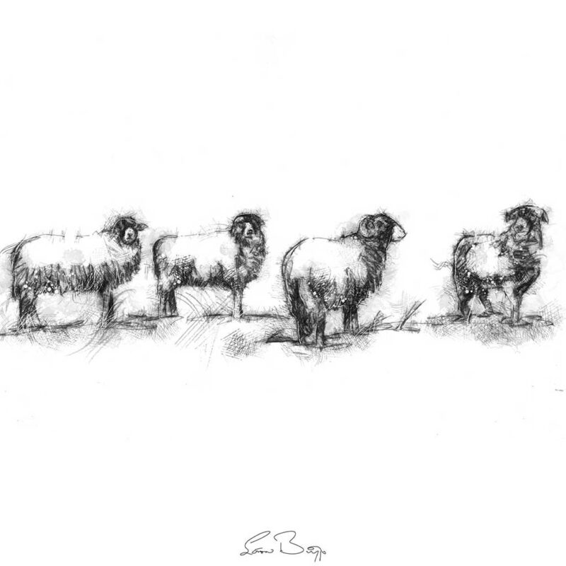 Sheep line | SeanBriggs