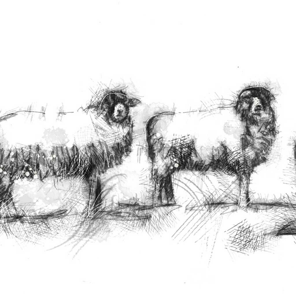 Sheep line | SeanBriggs