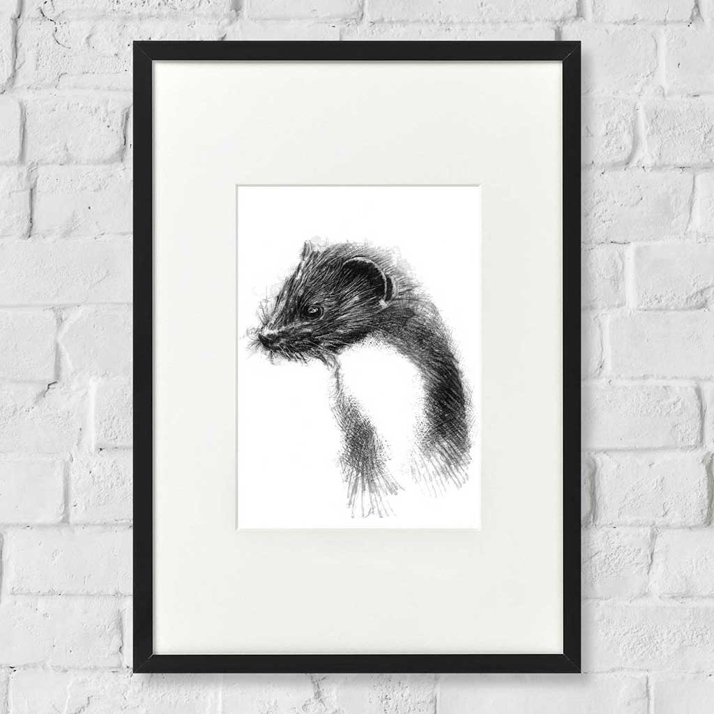 Weasel sketch | SeanBriggs