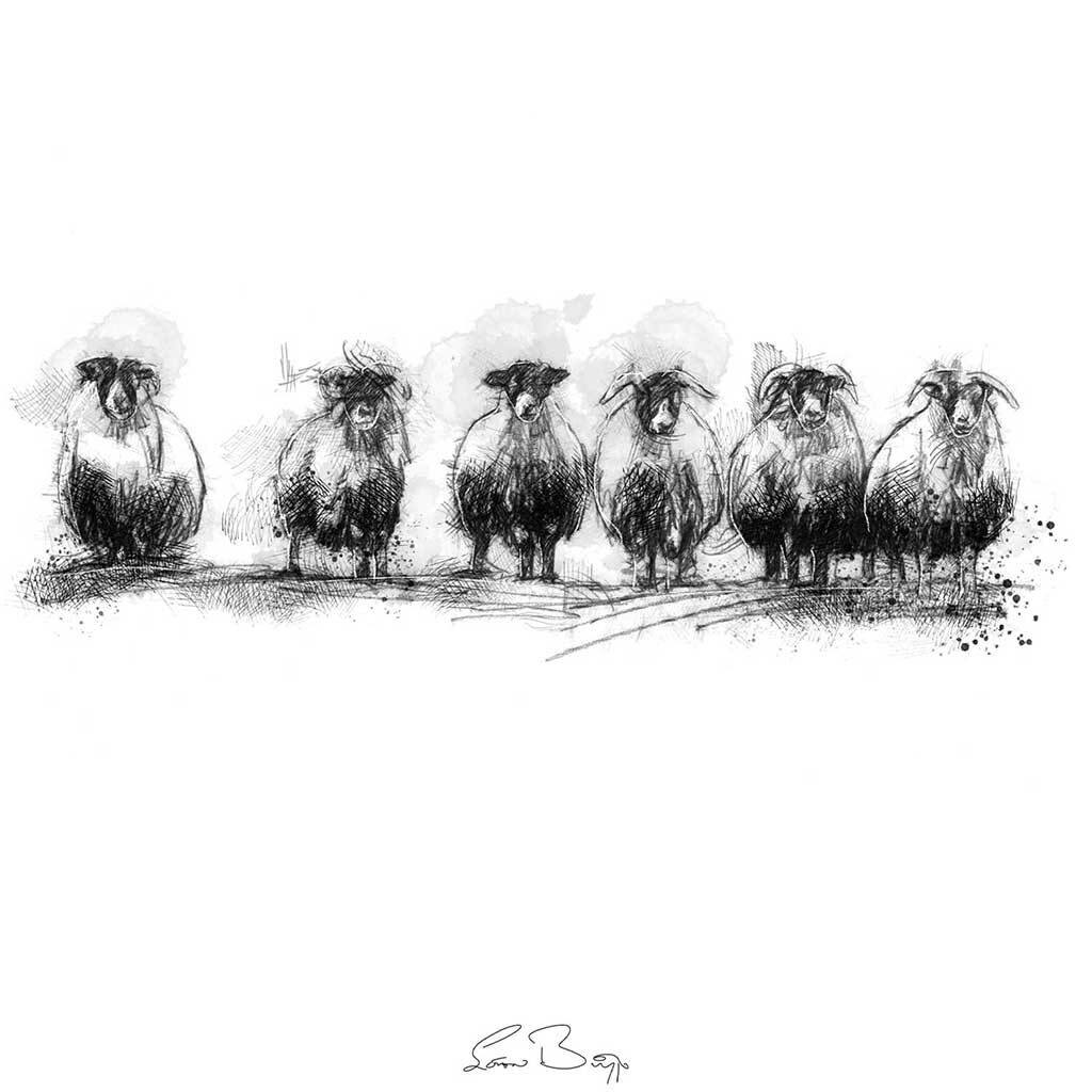 Sheep standing | SeanBriggs