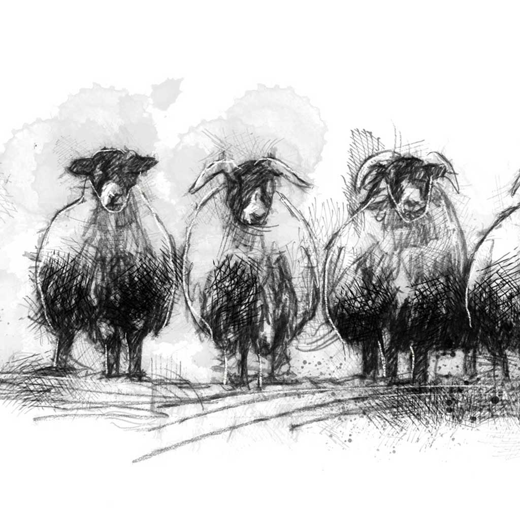 Sheep standing | SeanBriggs
