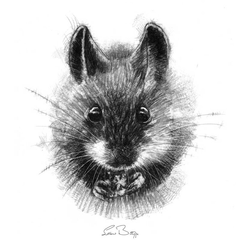 Wood mouse | SeanBriggs