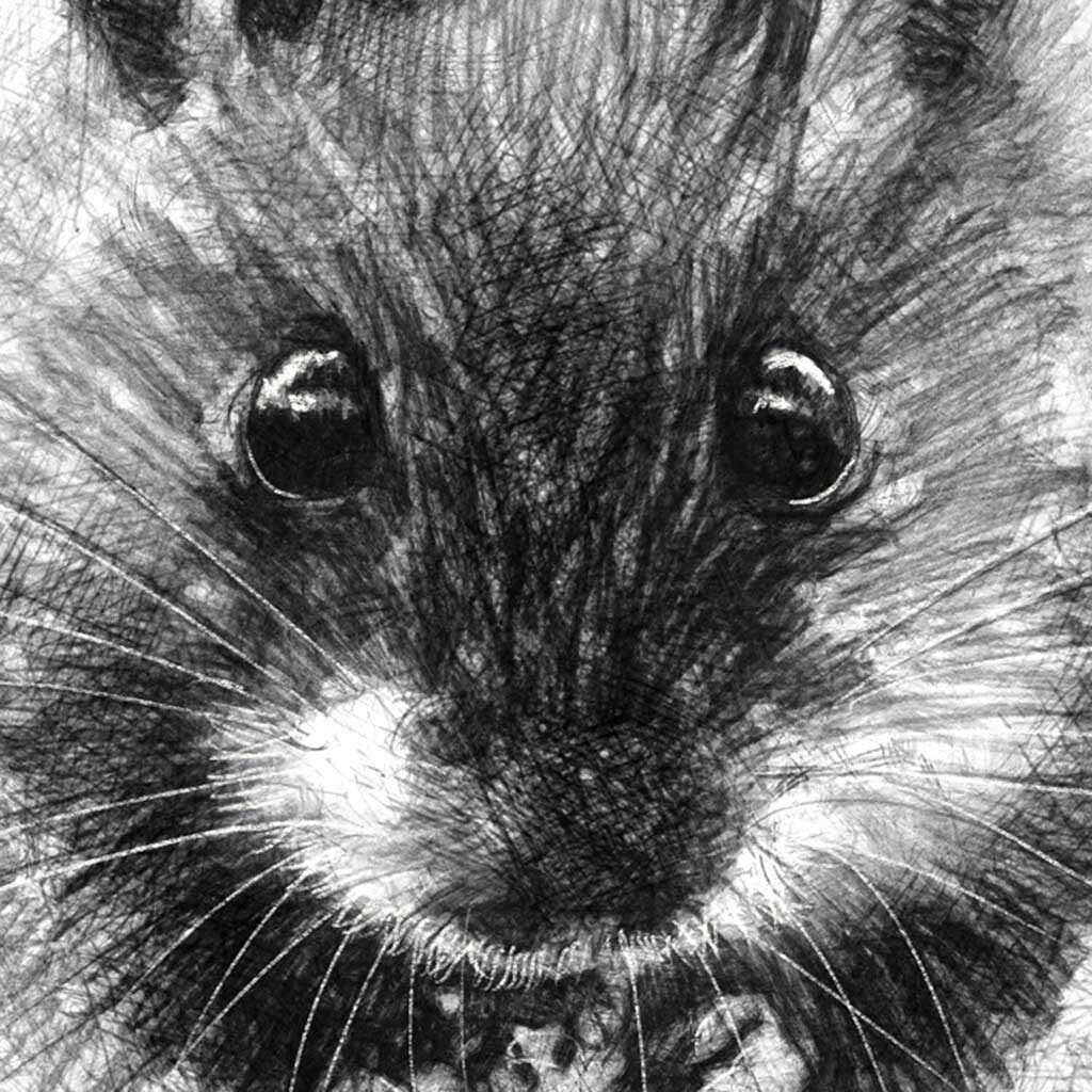 Wood mouse | SeanBriggs