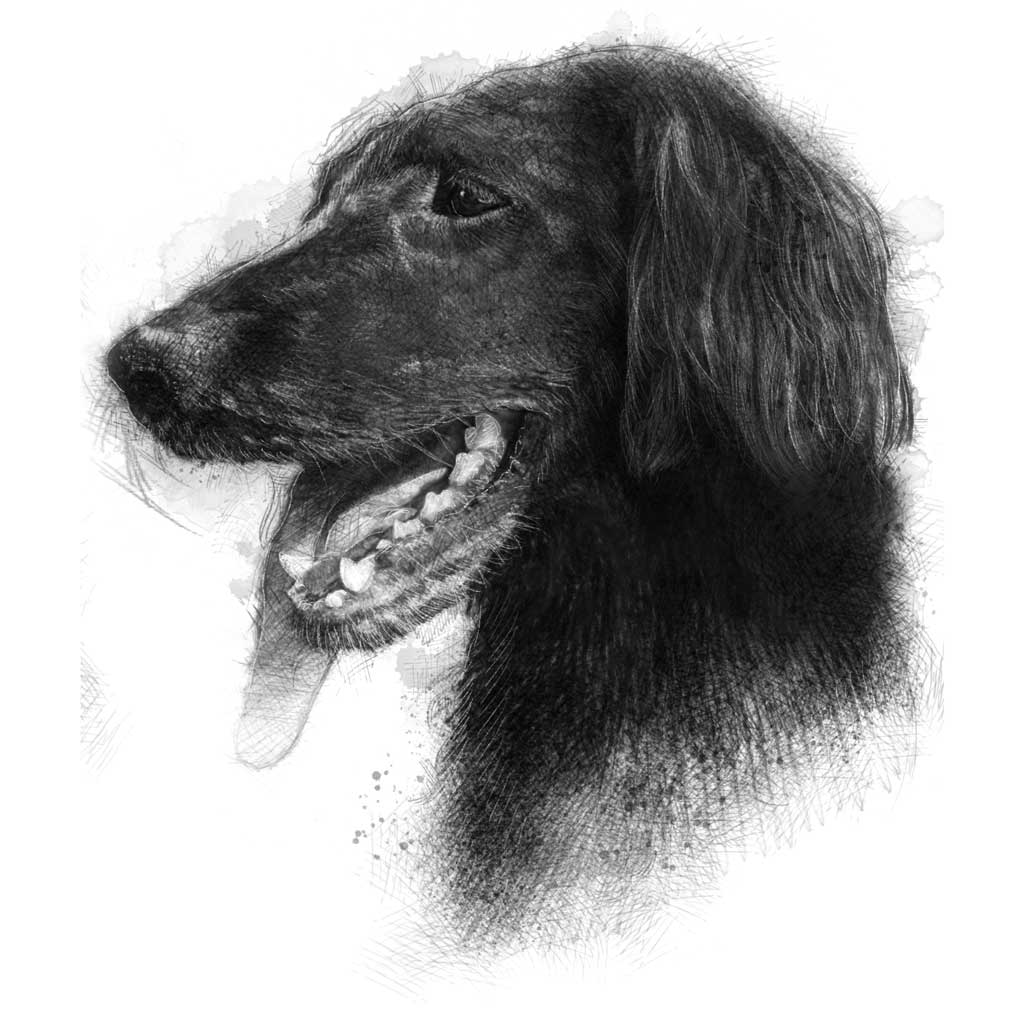 Bonnie the dog | SeanBriggs