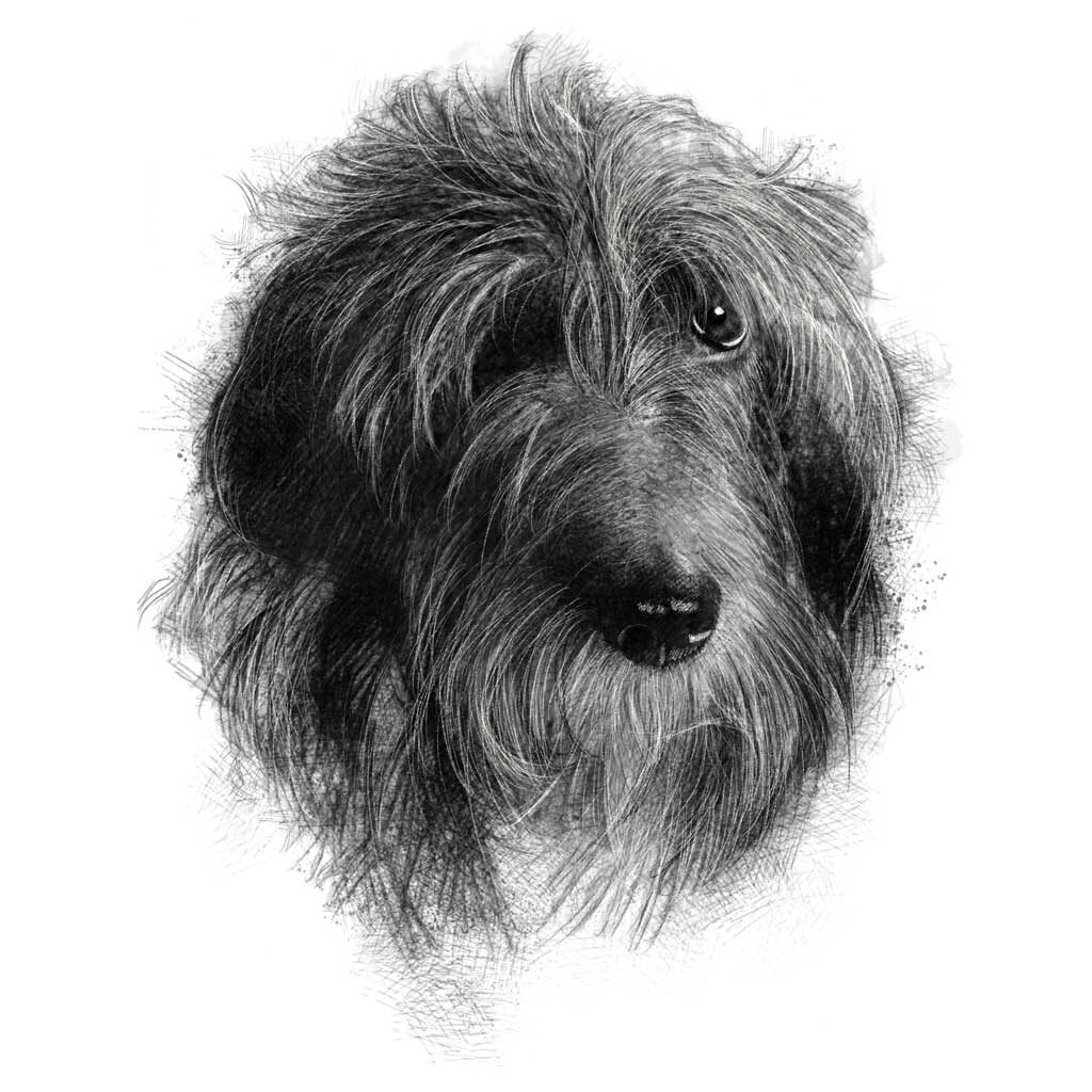 Another scruffy dog | SeanBriggs
