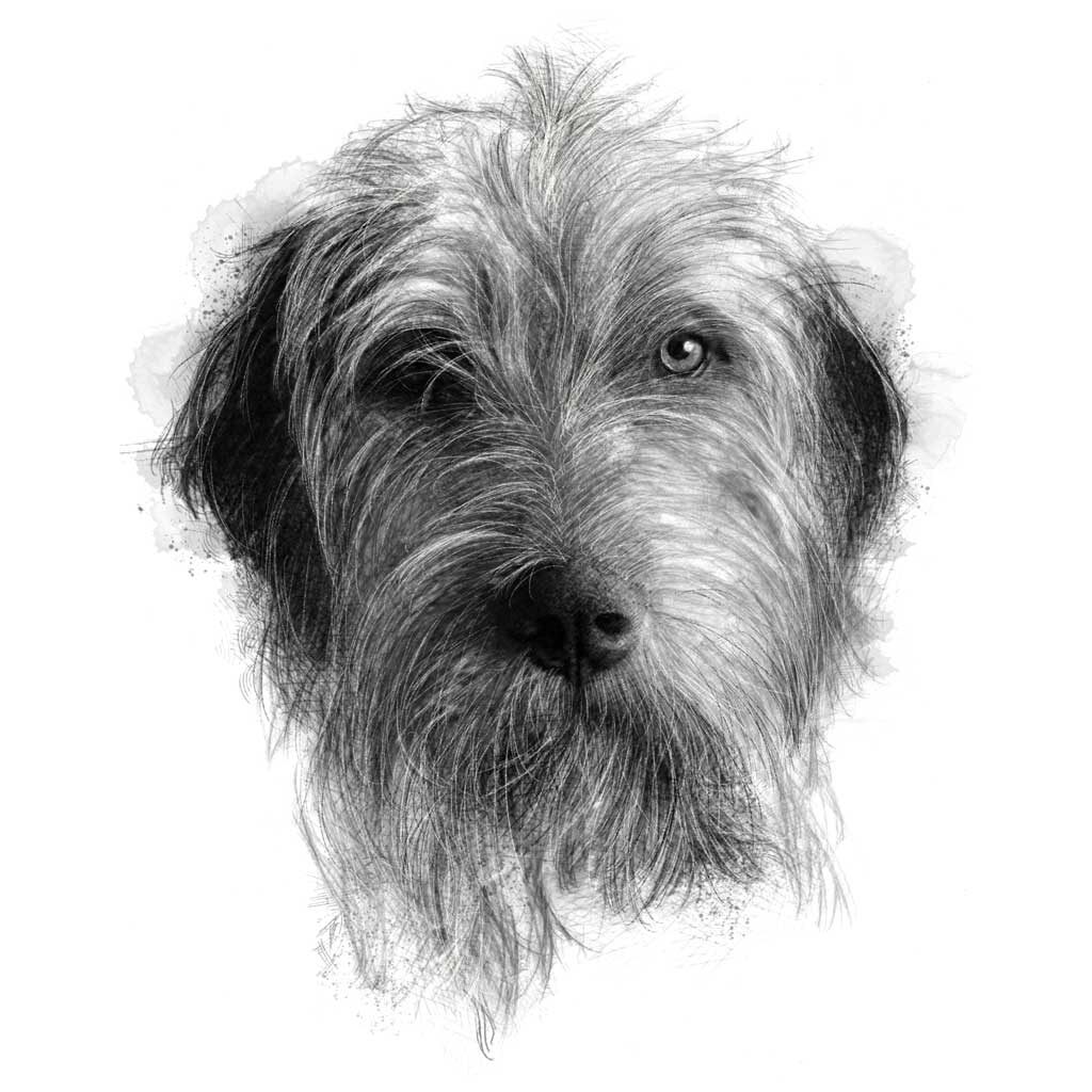 Scruffy dog by nature | SeanBriggs