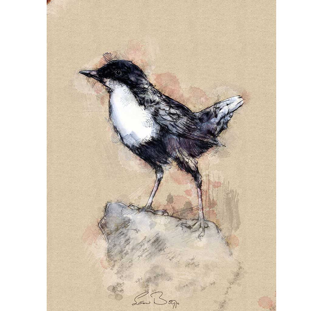 Dipper bird | SeanBriggs