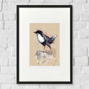 Dipper bird | SeanBriggs