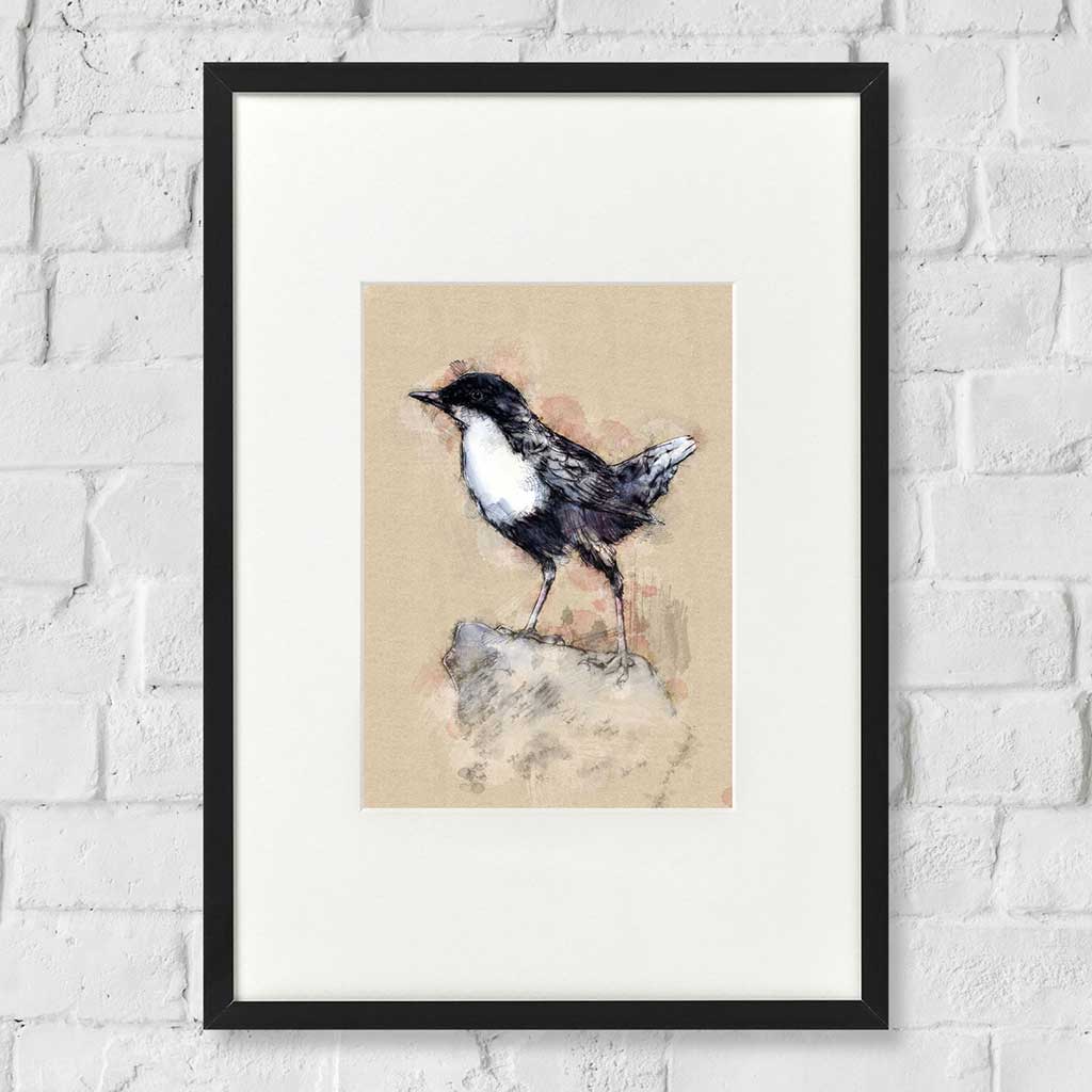 Dipper bird | SeanBriggs