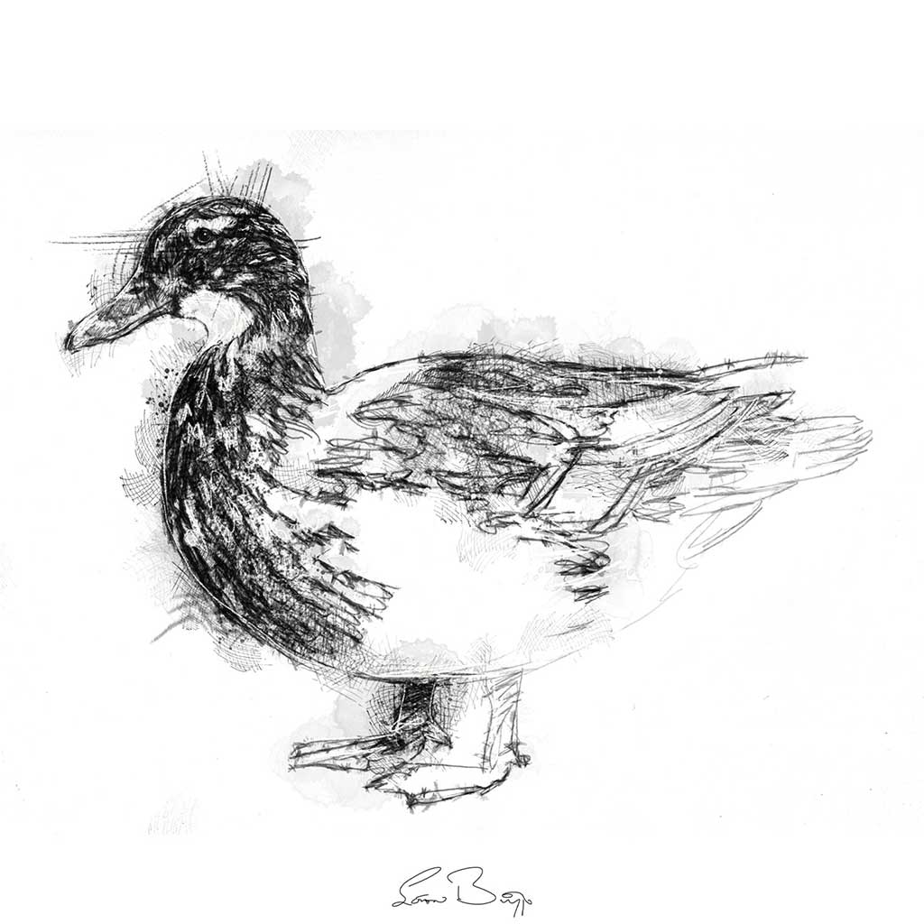 Duck | SeanBriggs