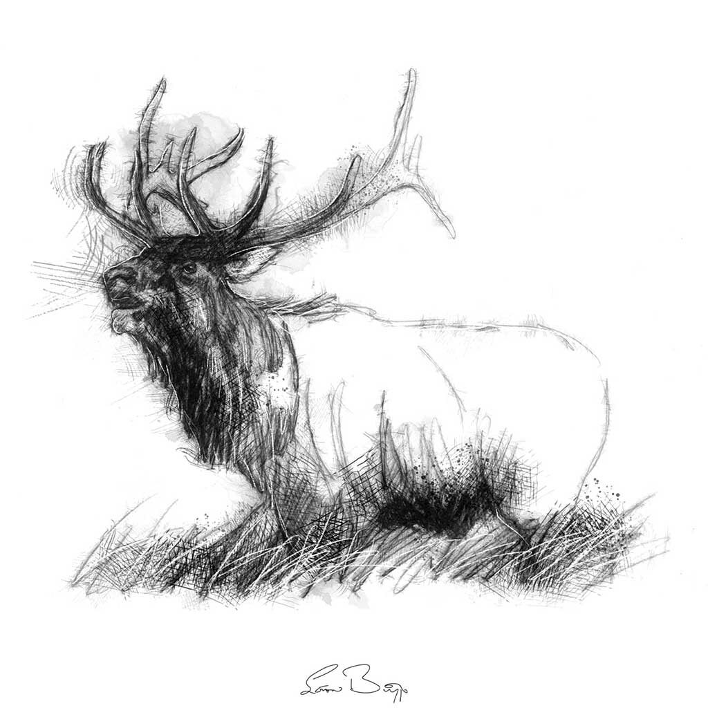 Bull Elk Drawing