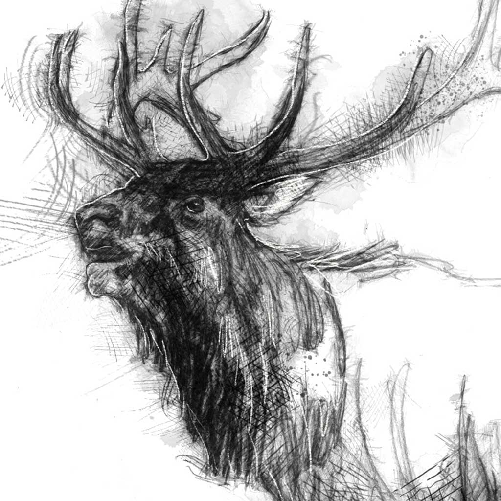 Bull elk | SeanBriggs