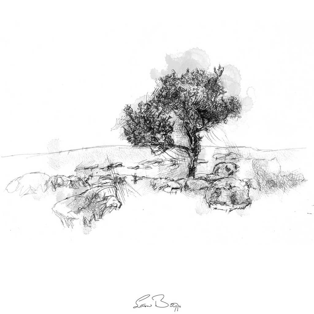 Limestone tree | SeanBriggs