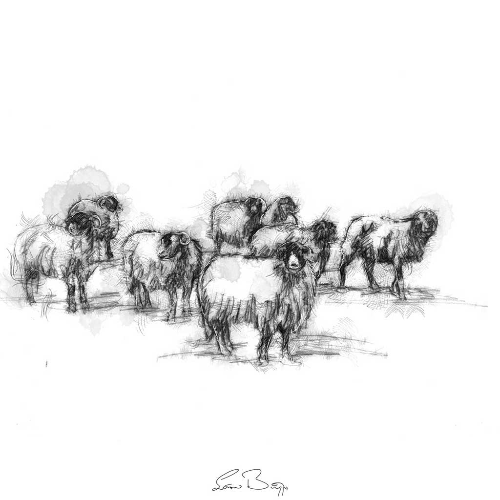 Flock of sheep | SeanBriggs