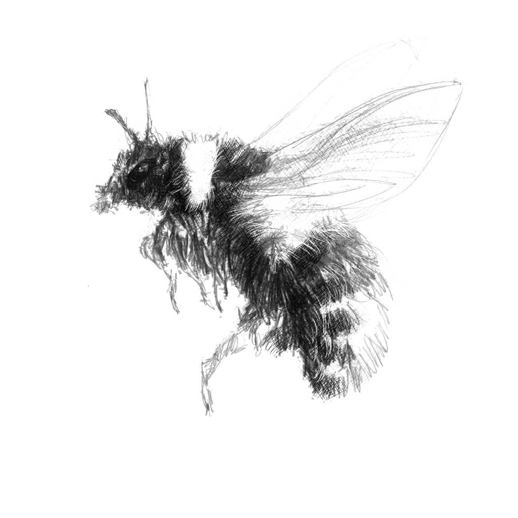 Bumble Bee Flying Drawing