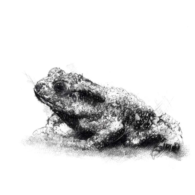 Mini beast sketches and drawings | SeanBriggs