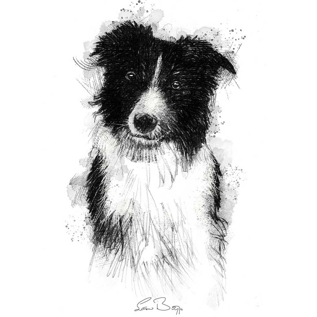 Sheep dog | SeanBriggs