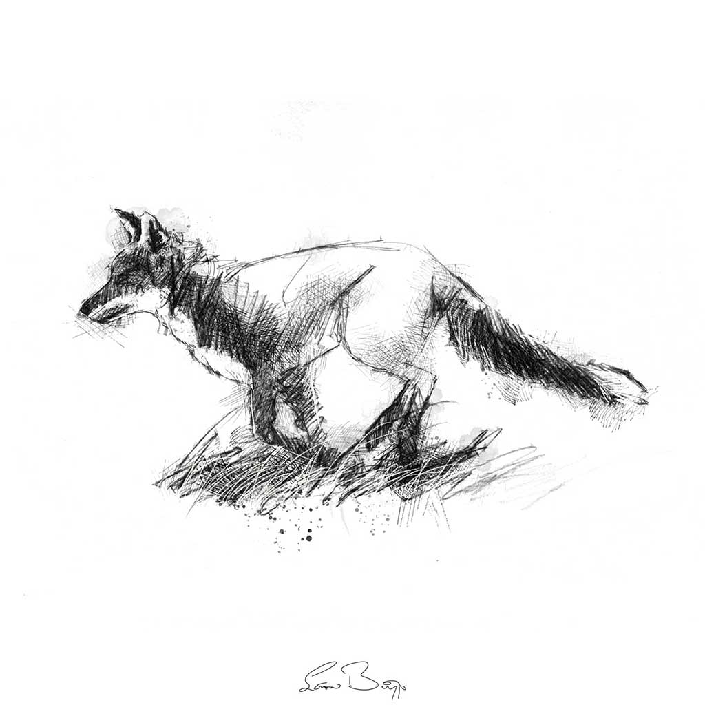 Red Fox Running Drawing