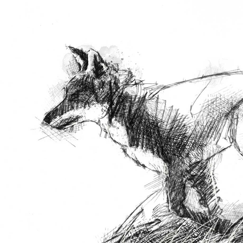 Red fox running | SeanBriggs