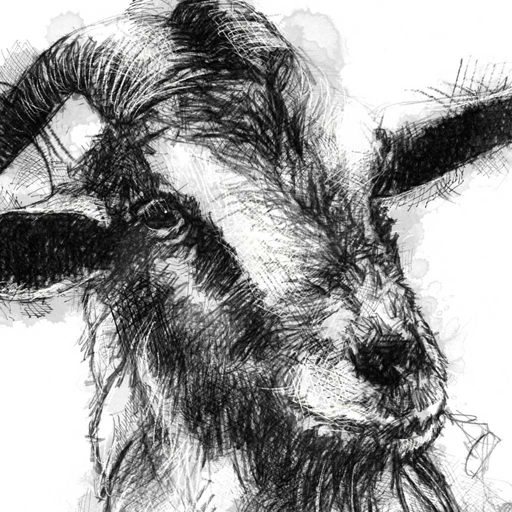 Cheeky goat | SeanBriggs