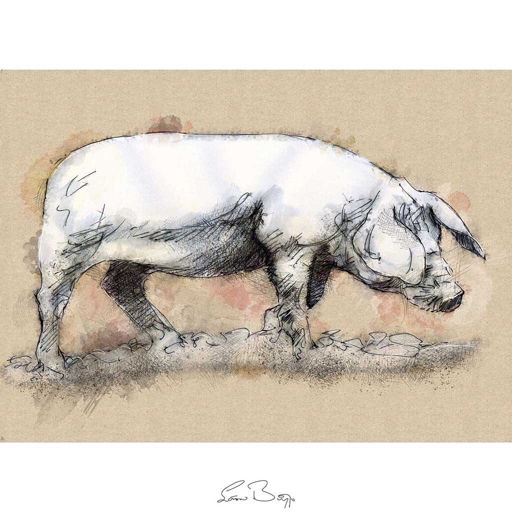 Large sow | SeanBriggs