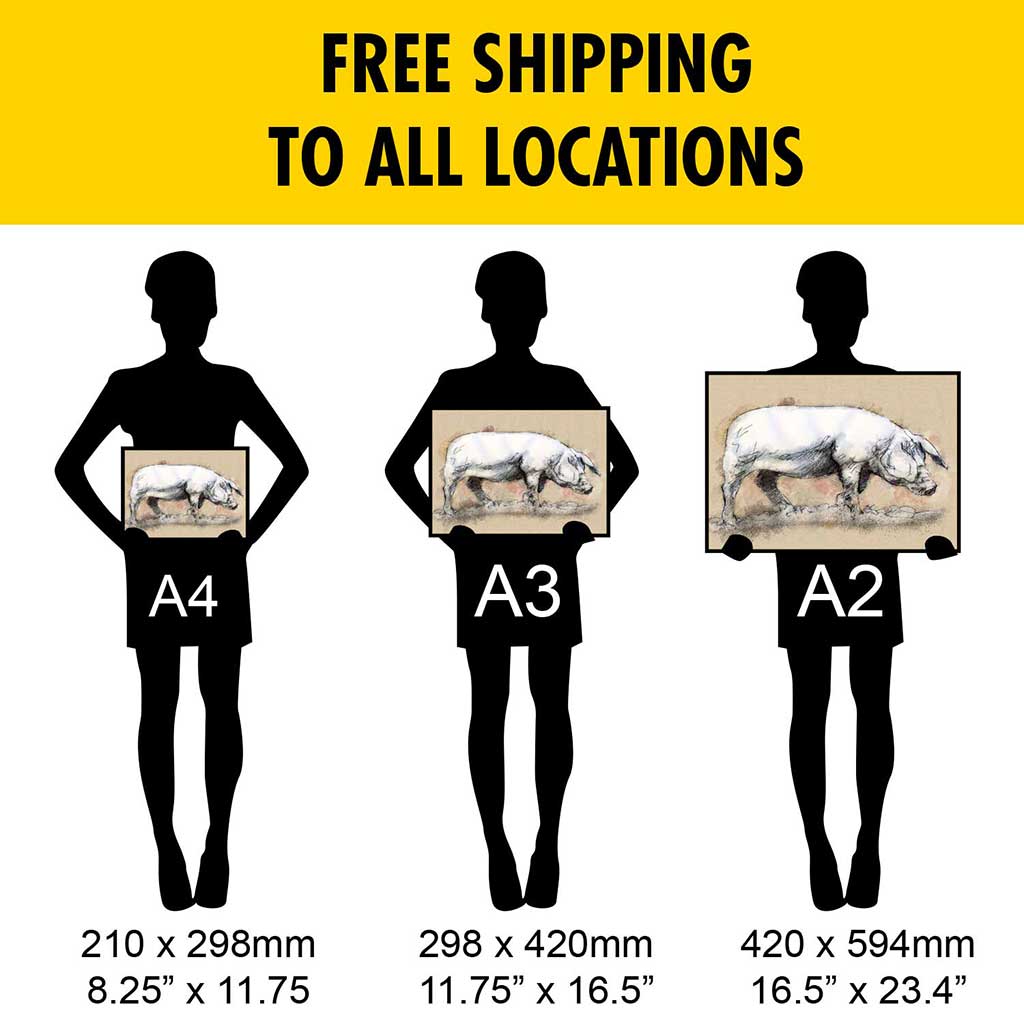 Large sow | SeanBriggs