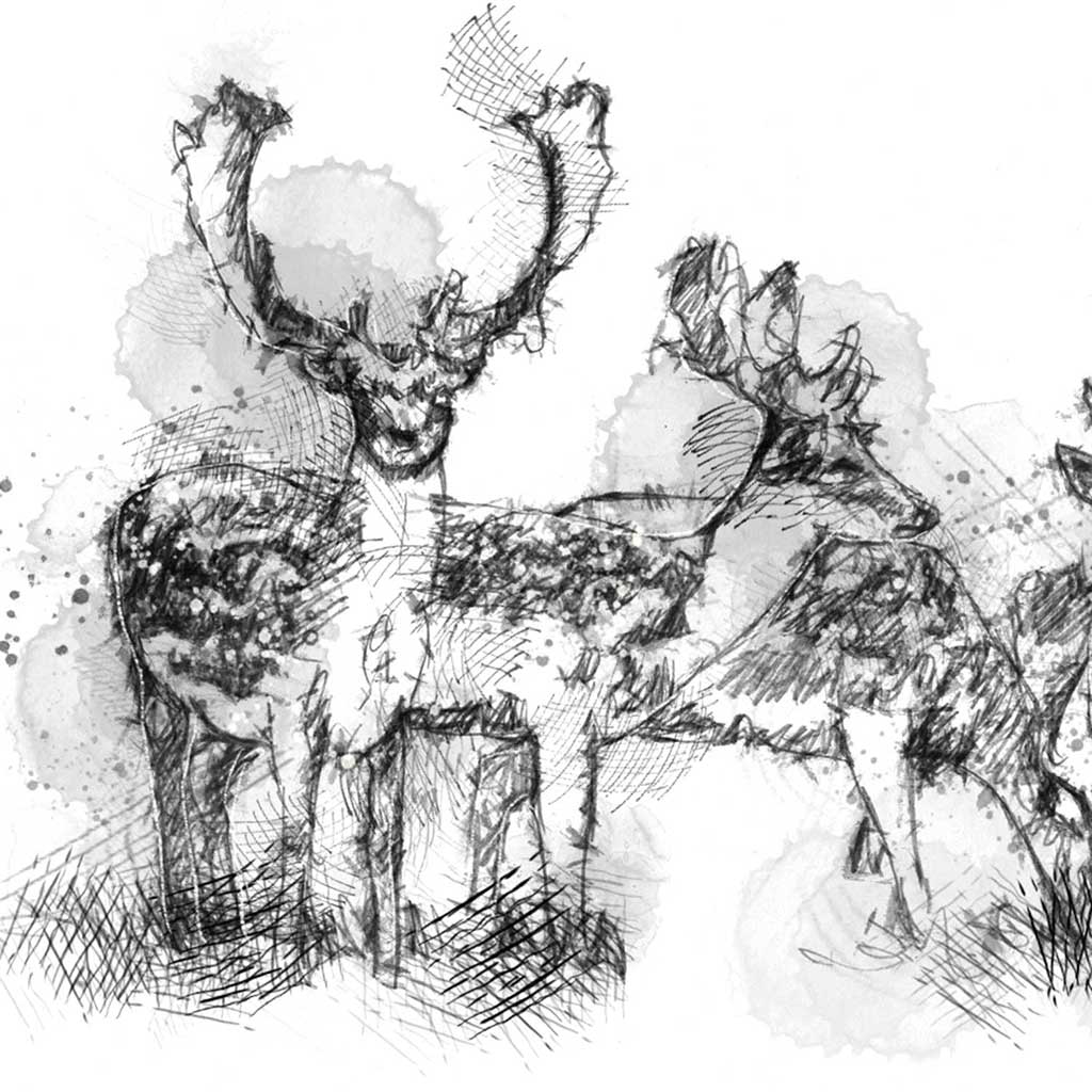 Fallow deer herd sketch | SeanBriggs