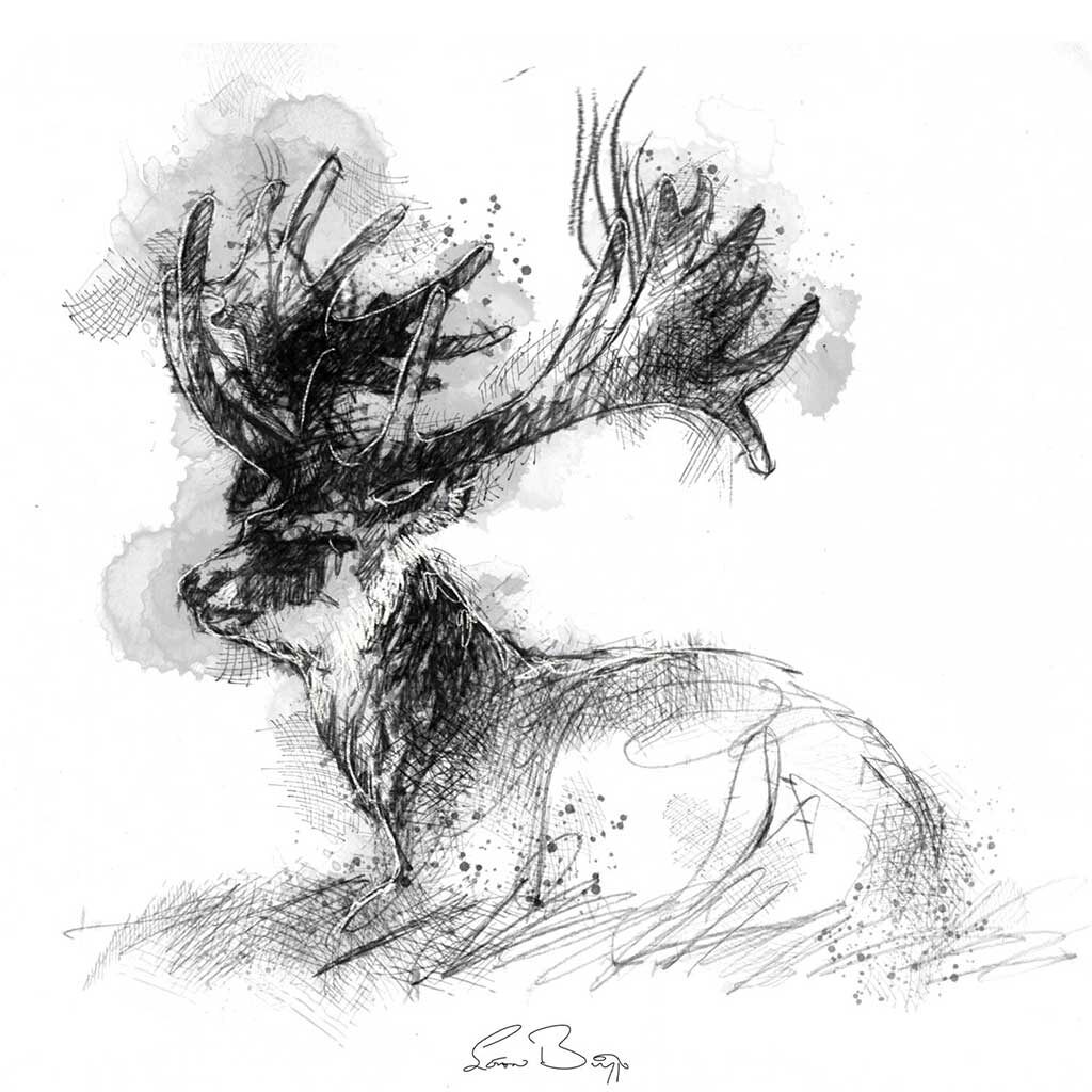 Fallow stag sketch | SeanBriggs
