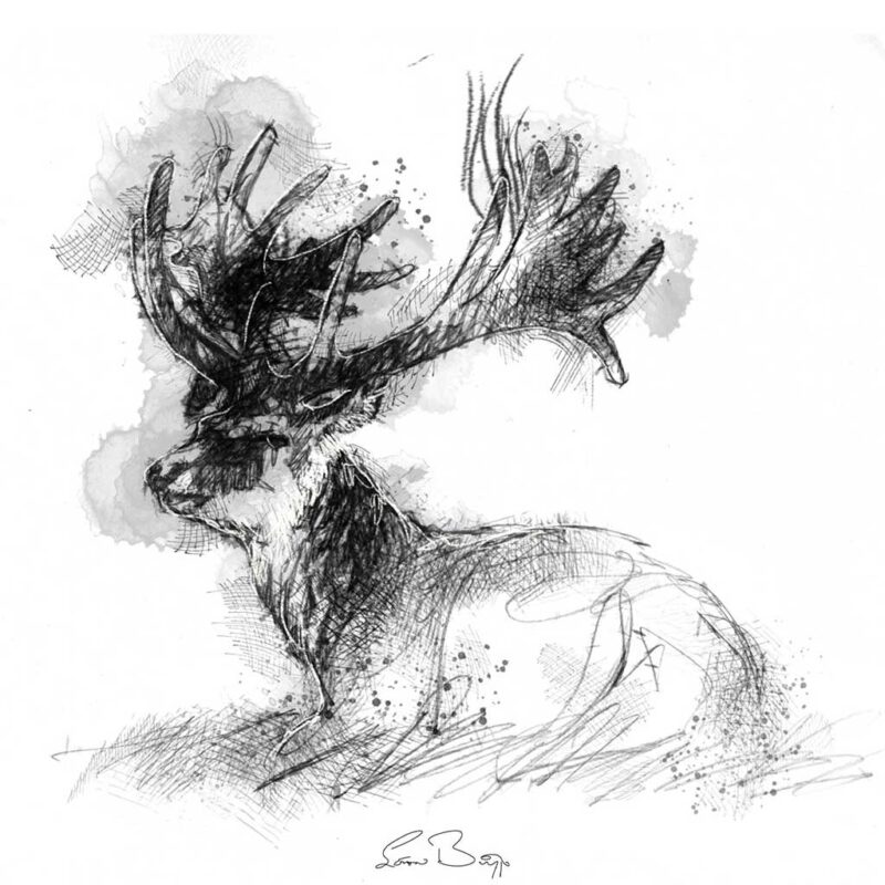 Fallow stag sketch | SeanBriggs