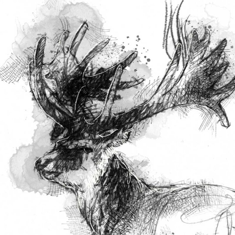 Fallow stag sketch | SeanBriggs