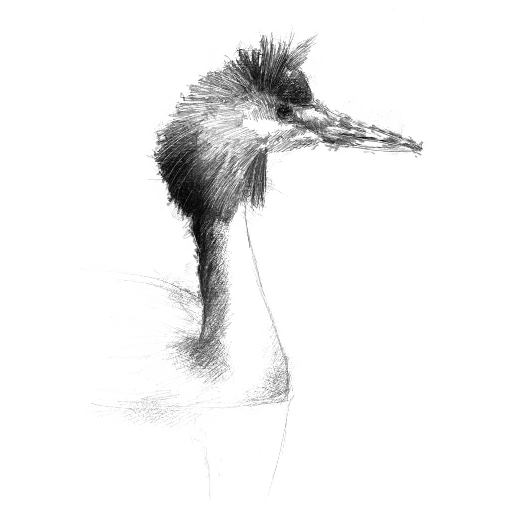 Grebe sketch | SeanBriggs