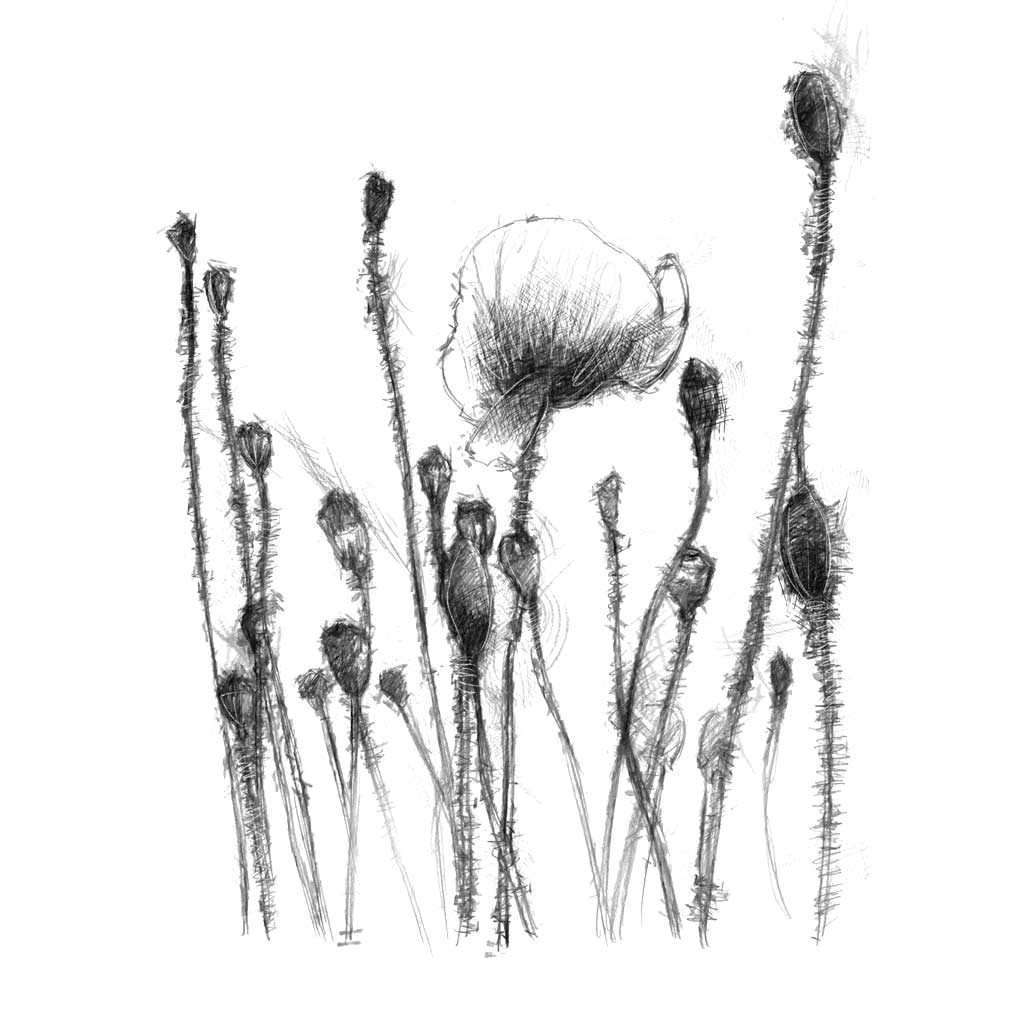 Flora sketches and drawings | SeanBriggs